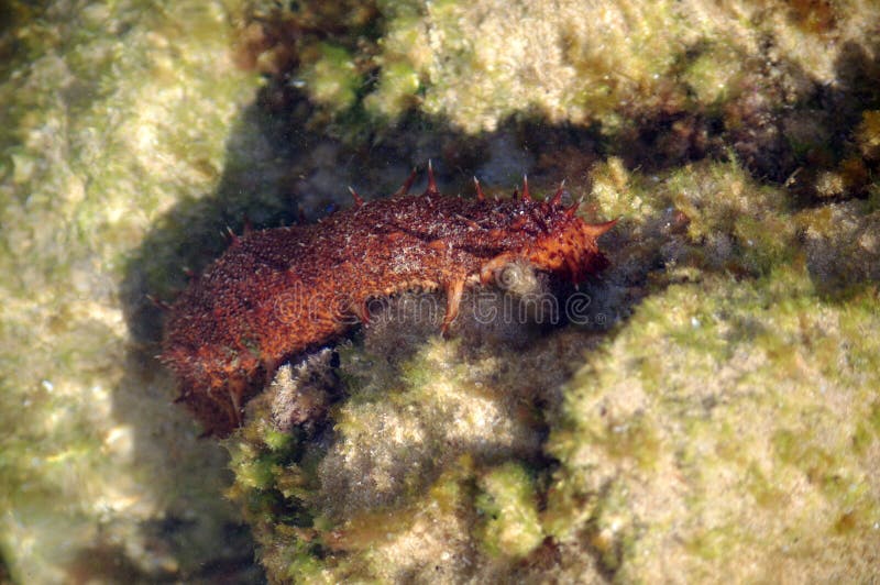 Concombre de mer image stock. Image du herbal, remède - 32906293