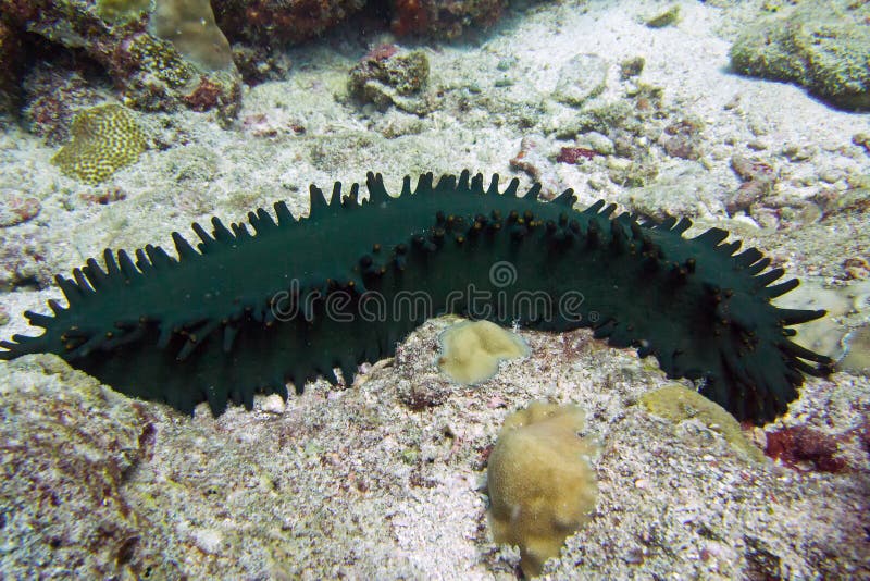 Concombre De Mer Avec Des Papilles Image stock - Image du lingot ...