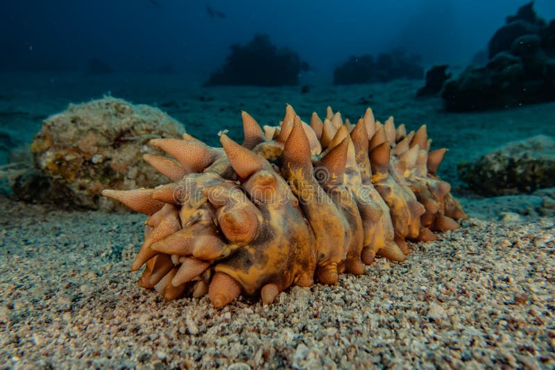 Concombre De Mer Photos Stock - Téléchargez 10,439 Photos libres de droits