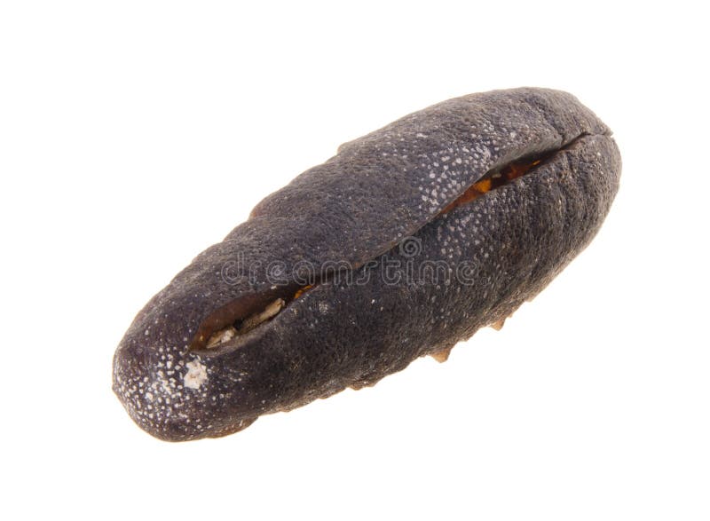 Concombre De Mer. Fermez-vous Vers Le Haut Du Concombre De Mer Sec ...