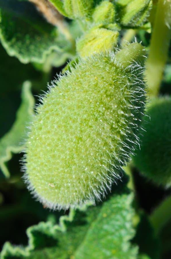 Concombre sauvage image stock. Image du sain, petit, légume - 26585433