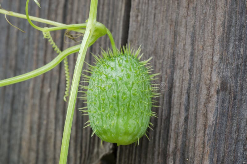 Concombre sauvage image stock. Image du centrale, sauvage - 26585433