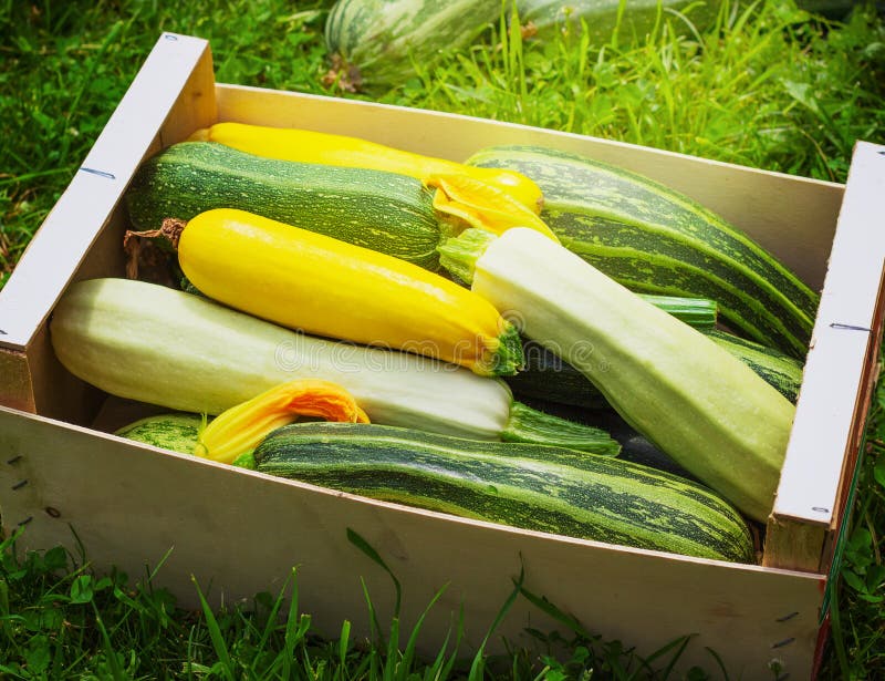 Concombre Vert Sain Frais De Courgettes De Courgette Photo stock ...