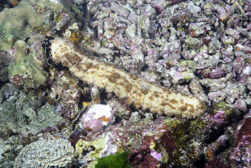 Concombre De Mer De Tubulosa De Holothuria Photo stock - Image du ...