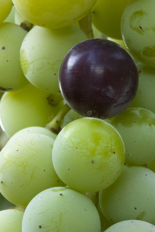 Concord Grapes Isolated on White Stock Image - Image of isolated, sweet ...