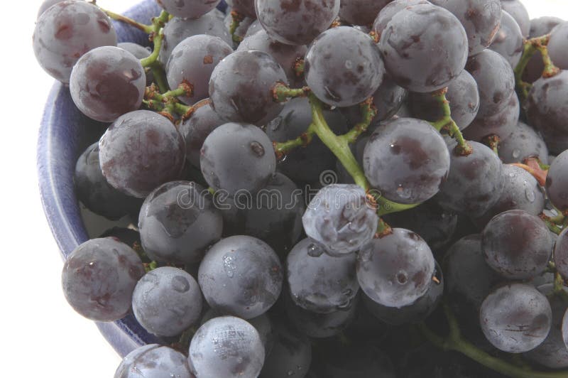Concord Grapes Isolated on White Stock Image - Image of isolated, sweet ...