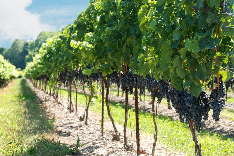 Concord grapes on the vine stock photo. Image of cabernet - 16095330