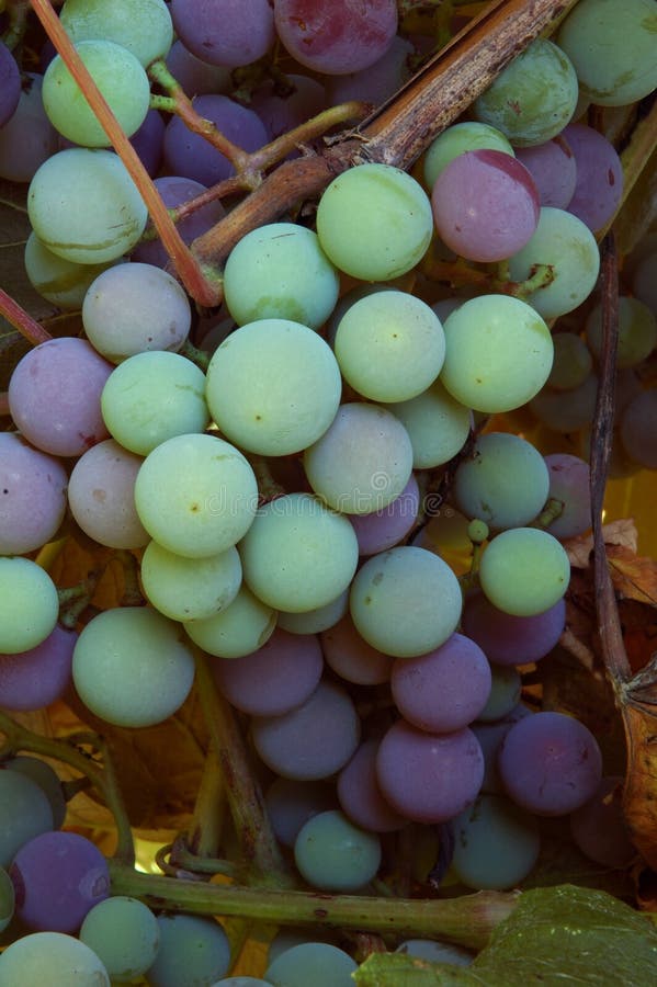 Concord wine grapes stock photo. Image of agriculture - 1098984