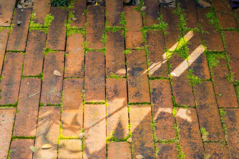Concrete Block Floor with Green Moss Stock Photo - Image of nature ...