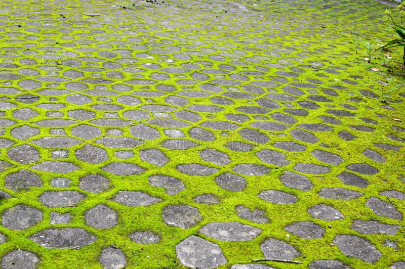 Concrete Block Wall Green Mos Stock Photos - Free & Royalty-Free Stock ...