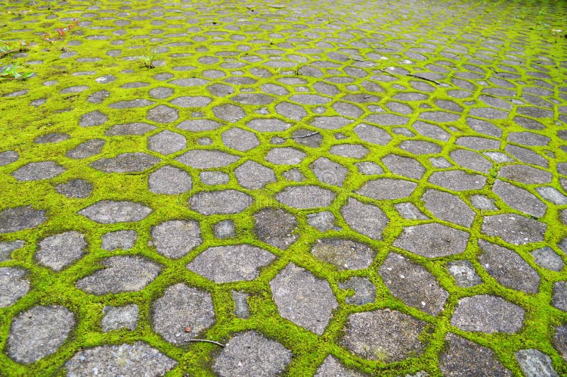 Concrete Block Wall Green Mos Stock Photos - Free & Royalty-Free Stock ...