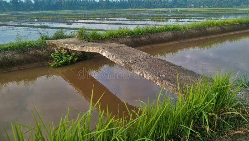 A Concrete Bridge Crosses a Small Irrigation River in a Rice Field Area ...