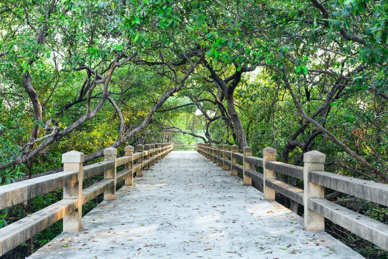 Concrete Bridge into Forest Stock Image - Image of garden, outdoors ...