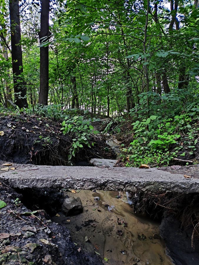 Concrete Bridge Over a Ravine in the Forest Stock Photo - Image of ...
