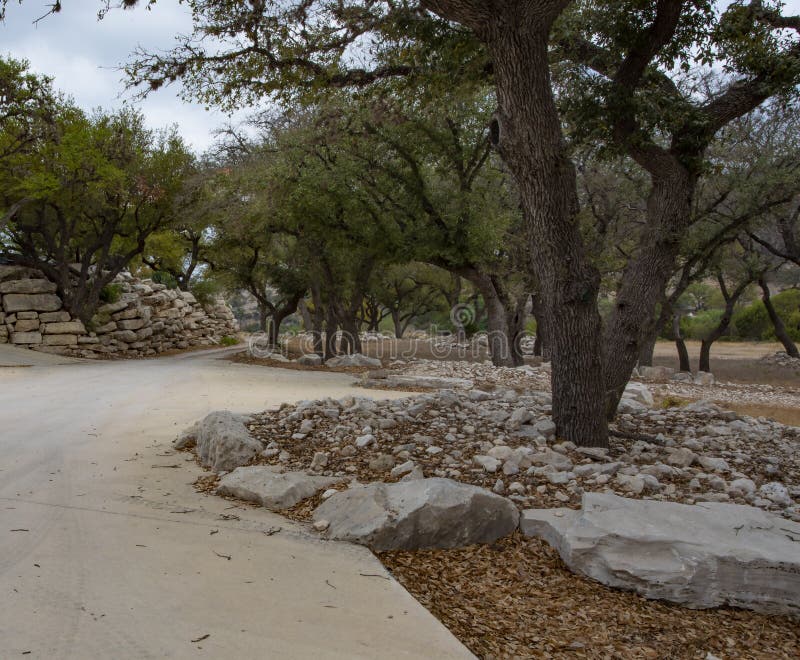 Concrete Driveway that is Lined by Mesquite and Cottonwood Trees Stock ...