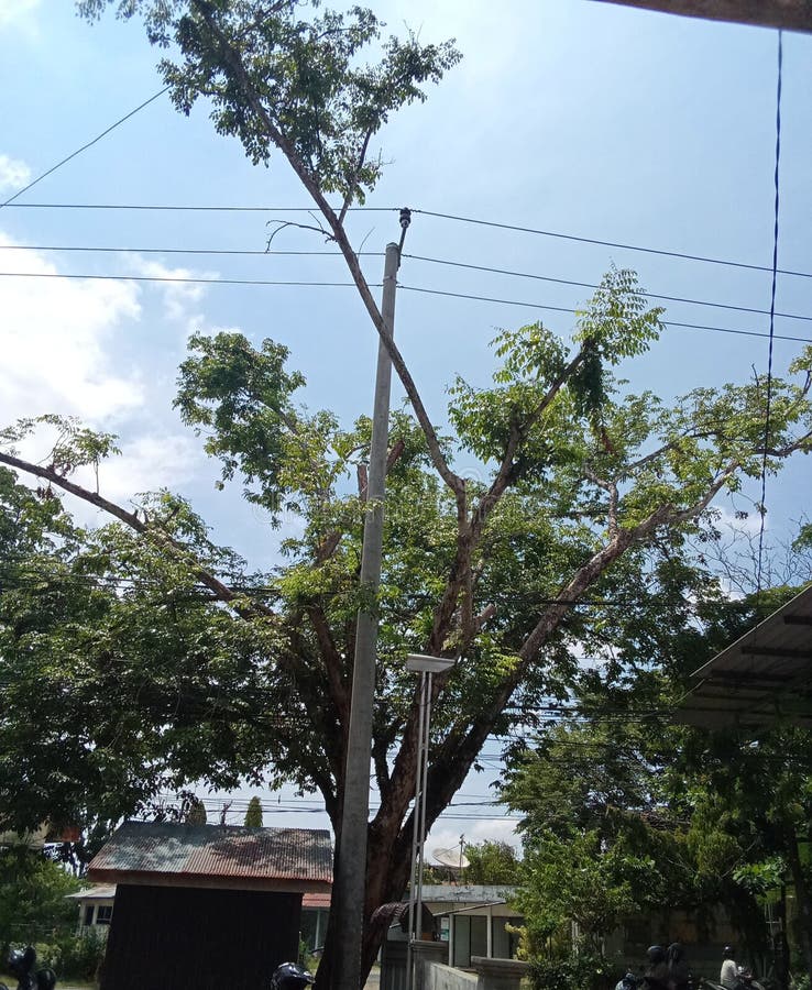 Concrete Electricity Pole with a Fake Tree on Top Stock Photo - Image ...