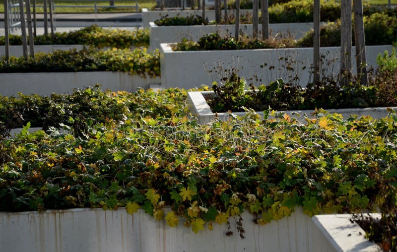 Concrete Flower Pots are on the Square. Large Rectangular Containers ...