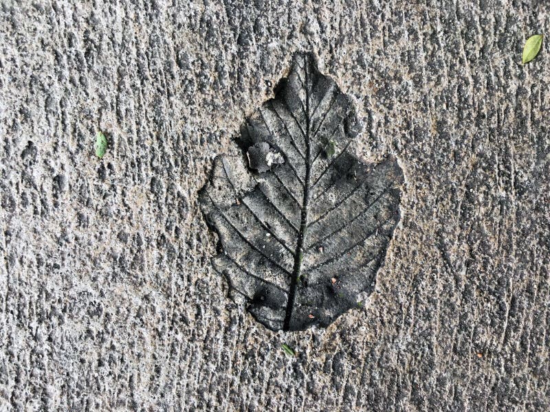 Concrete Leaf in the Cement Stock Photo - Image of looks, grey: 157440430