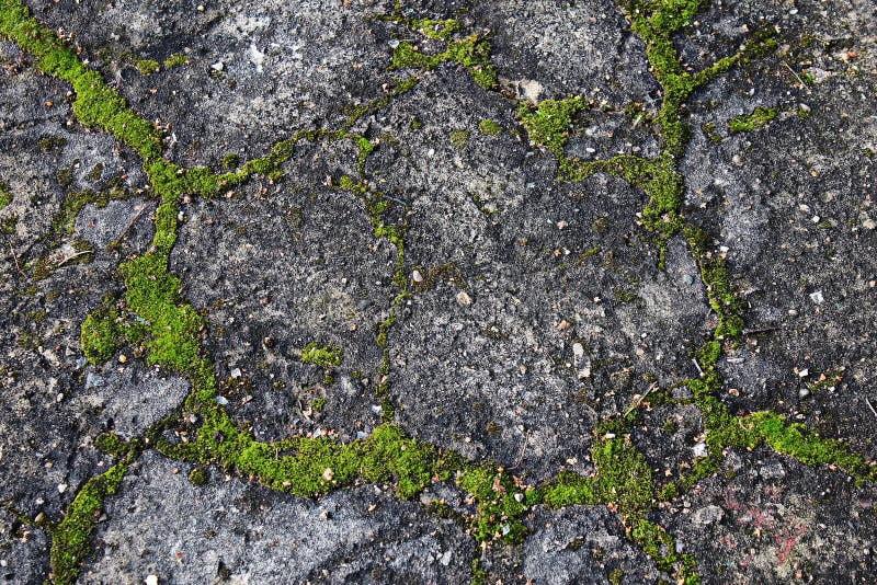 Concrete moss texture stock image. Image of gray, fungus - 85930441
