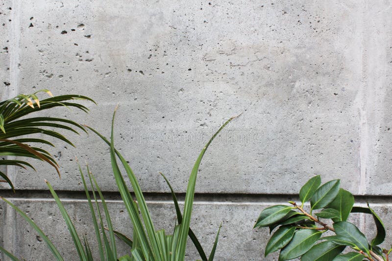 Concrete Muur Met Bodemgrens Van Diverse Bladvormen Stock Afbeelding ...