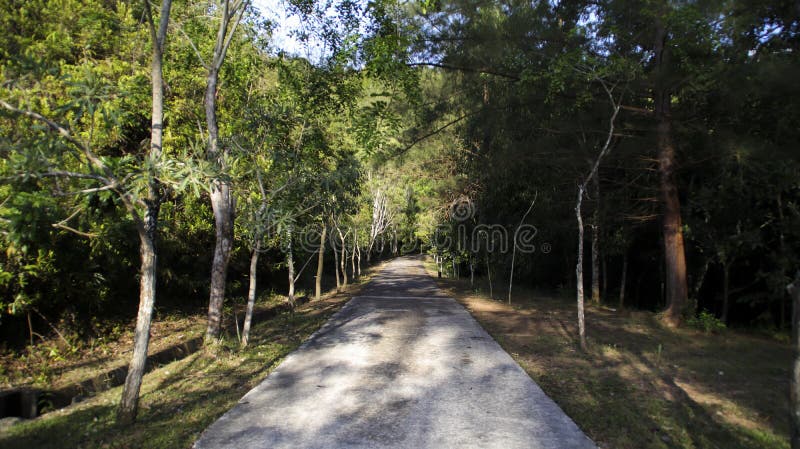 A Concrete Path into the Forest with Trees To the Left and Right. a ...