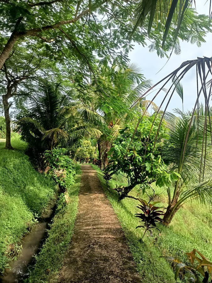 Concrete Path Leading To the Community Garden Stock Photo - Image of ...