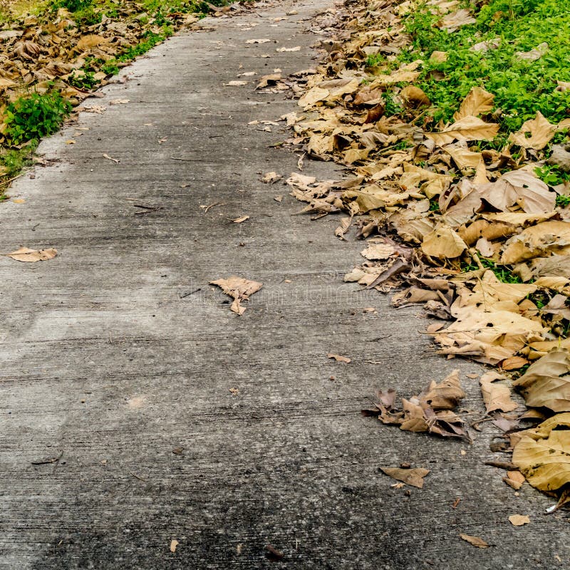 Concrete Pathway in garden stock photo. Image of leaf - 88954634