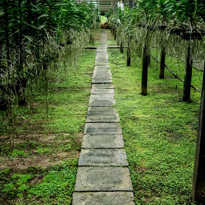 Concrete Pathway in Orchid Farm Stock Image - Image of walkway, flora ...