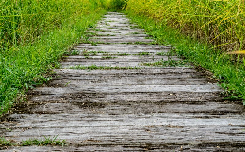 Paddy filed in Thailand stock image. Image of soil, harvest - 109378515