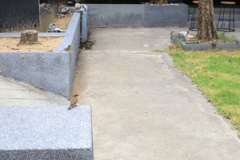 Concrete Pavement, Floor, Passage, Path, Footpath with Nature for ...