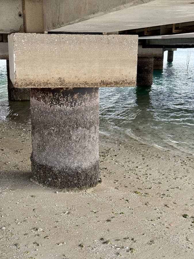 Barnacles Shells Attached To Rock in a Pattern Stock Photo - Image of ...