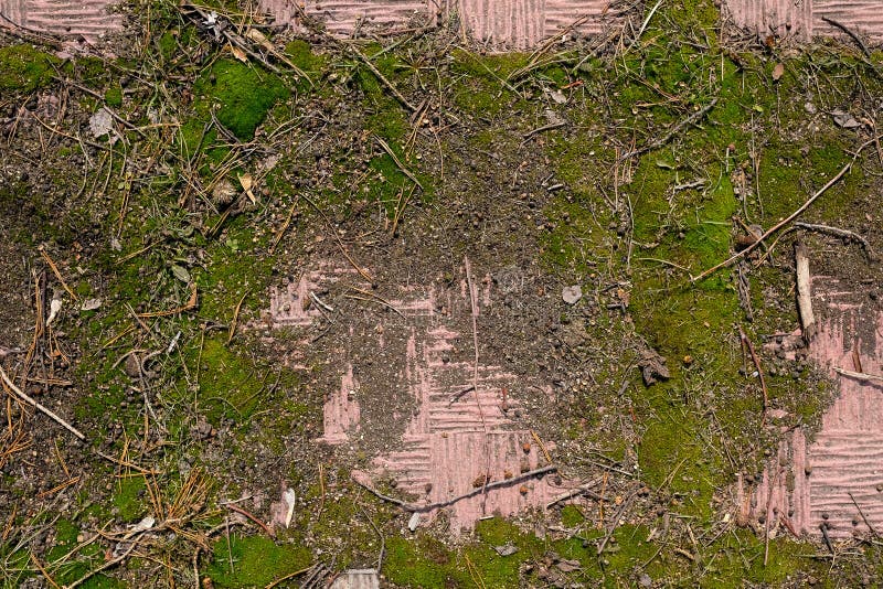 The Concrete Pink Path is Overgrown with Grass and Moss. Close Grass ...