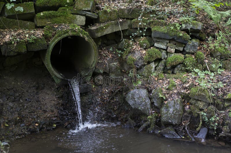 A Concrete Pipe from Which Water Flows in a Dense Summer Forest Stock ...