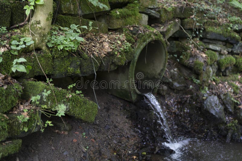 A Concrete Pipe from Which Water Flows in a Dense Summer Forest Stock ...