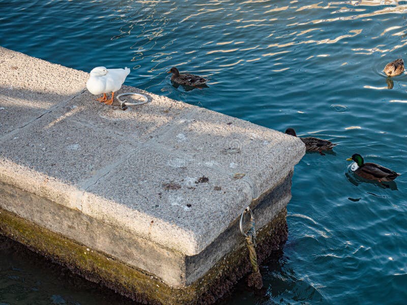 Concrete Port with Hungry Ducks and Other Birds Stock Image - Image of ...