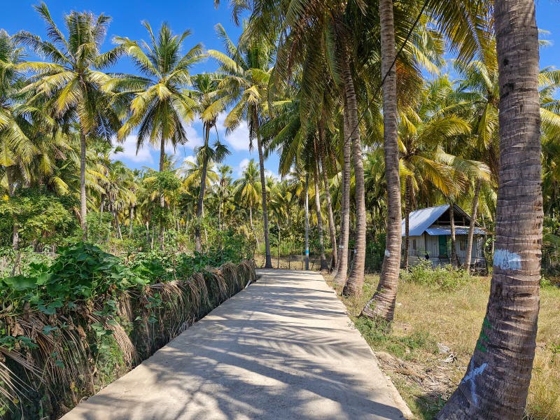 Concrete Road between Coconut Trees Stock Photo - Image of sand, seat ...