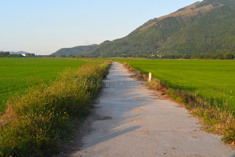 Concrete Road among Rice Fields in Vietnam Stock Image - Image of ...