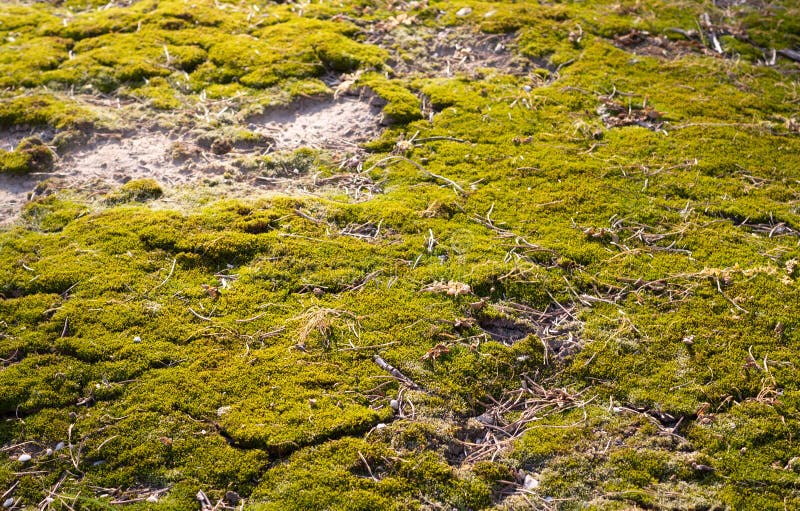 Concrete Slab Covered with Moss Background. Texture, Close Up Stock ...