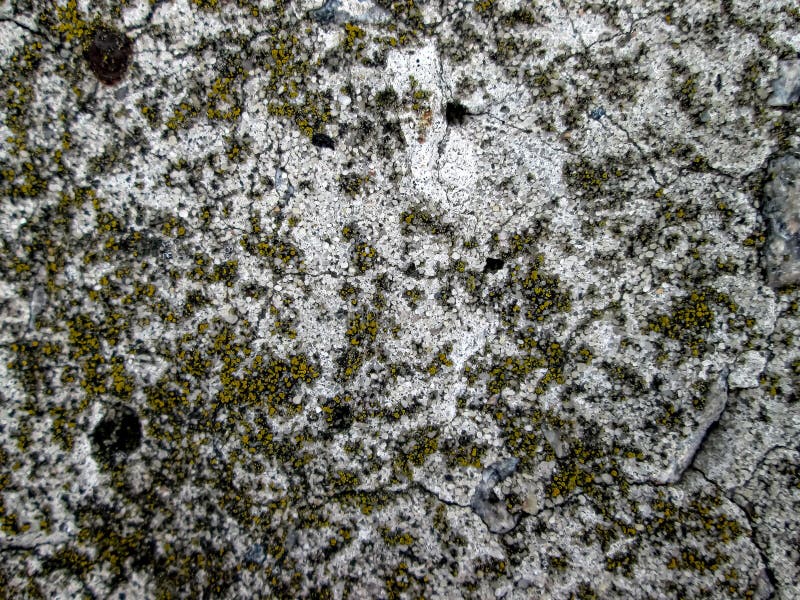 Concrete slab with moss. stock image. Image of aged - 210028755