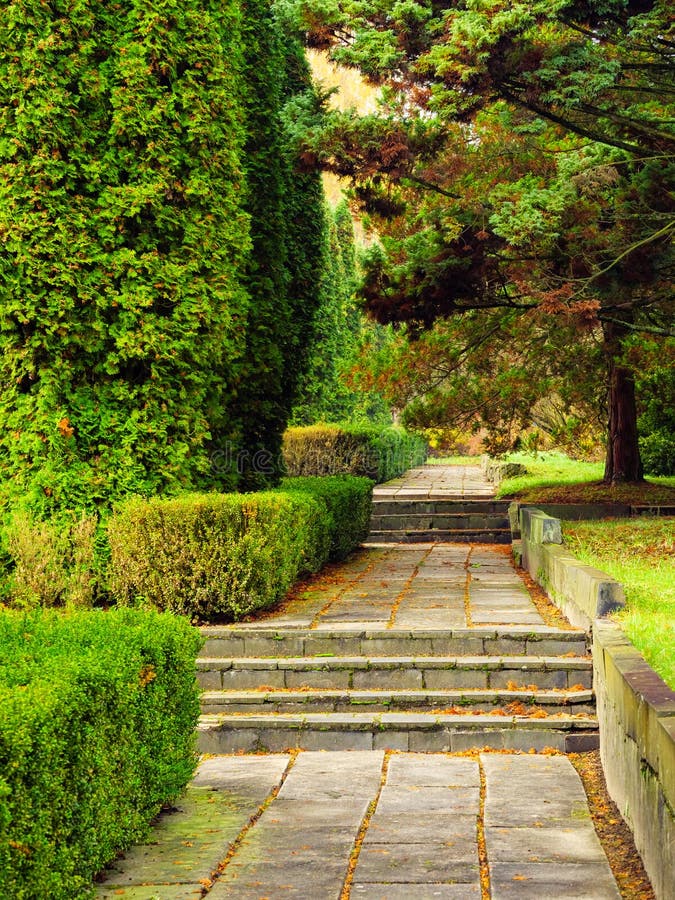 Concrete Slabs and Steps between Thujas and Pines Stock Image - Image ...