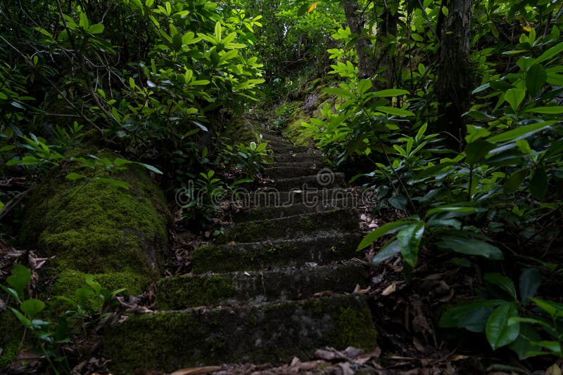 Concrete Steps Down in a Dense Forest Stock Photo - Image of stairs ...