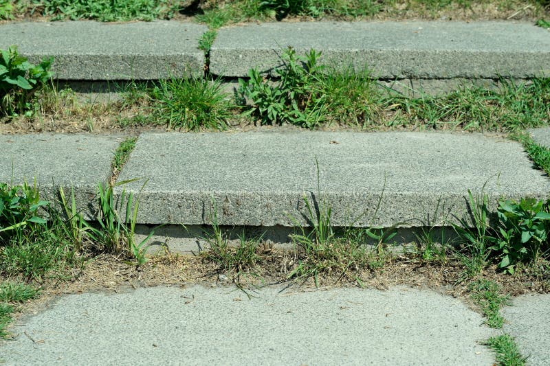 Concrete Steps with Grass Growth Stock Image - Image of overgrowth ...