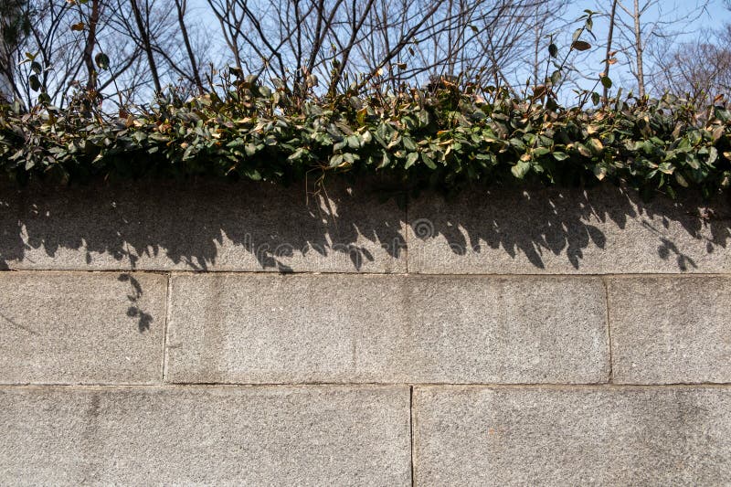Concrete Stone Wall with Vine Plant Stock Photo - Image of nature, leaf ...