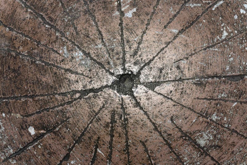 Concrete Texture with Nature Pattern of Stump, Stock Image - Image of ...