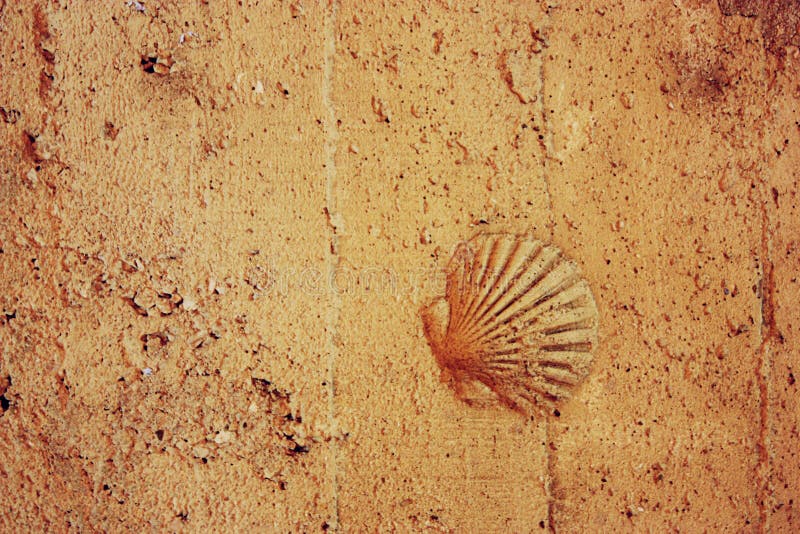 Concrete Texture with Shell Stock Image - Image of detail, architecture ...