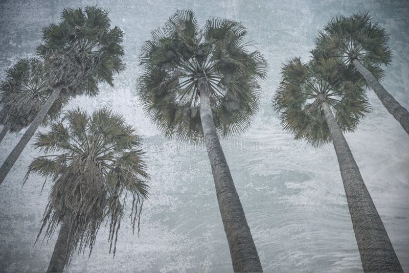 Concrete Texture with Tropical Plants Stock Image - Image of moody ...