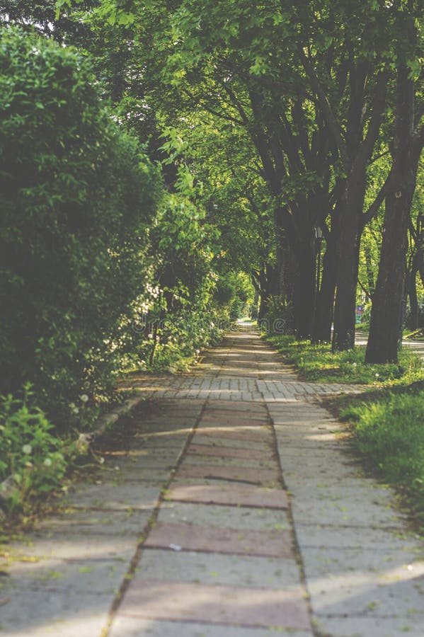 Concrete Walkway between Green Trees Stock Photo - Image of concrete ...