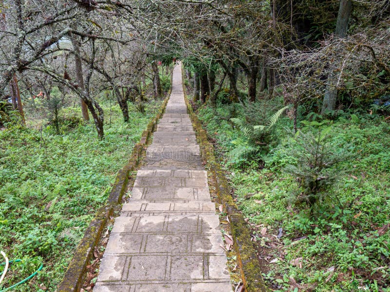 Concrete Walkway Straight into the Public Forest Stock Image - Image of ...