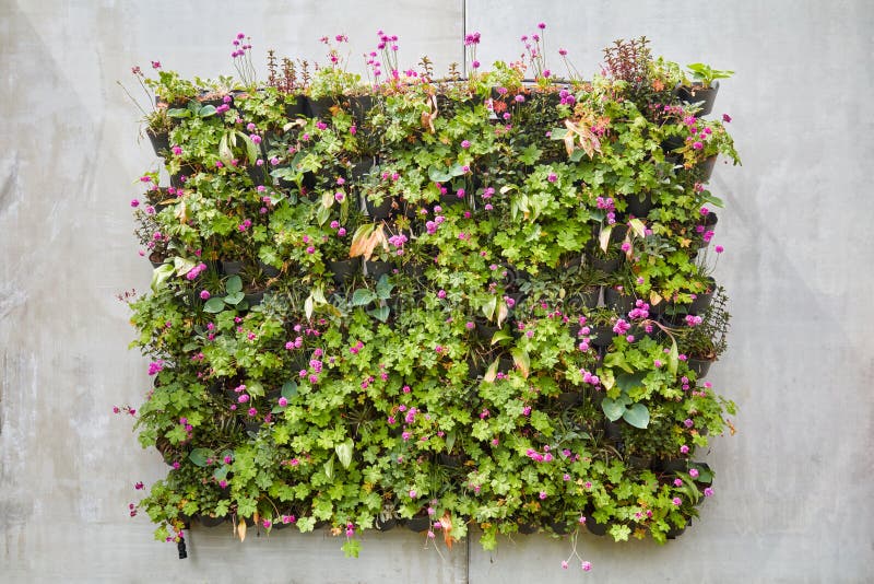 Wall with Block of Hanging Baskets with Green Plants Stock Image ...