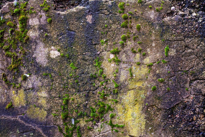 Concrete Wall Covered with Green Moss Stock Photo - Image of covered ...